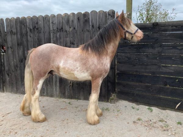 Equine Ads For Sale in Ireland | DoneDeal