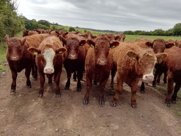 Beef Cattle Ads For Sale in Ulster | DoneDeal