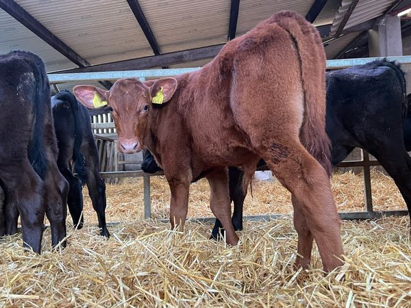 Beef Cattle Ads For Sale in Ulster | DoneDeal