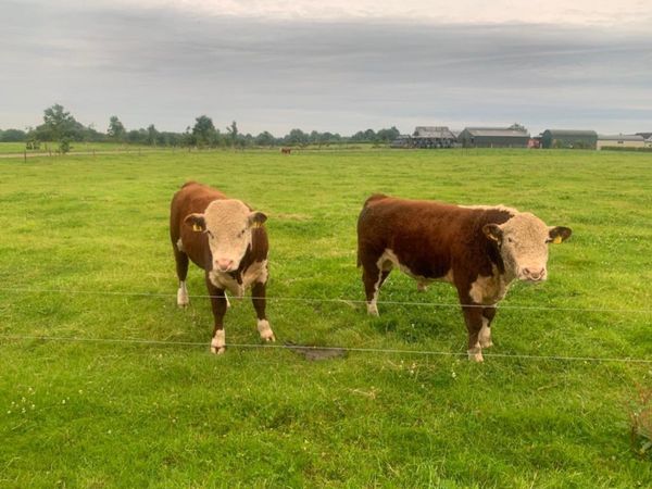 Beef Cattle Ads For Sale in Ireland | DoneDeal