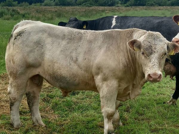 Beef Cattle Ads For Sale in Ulster | DoneDeal
