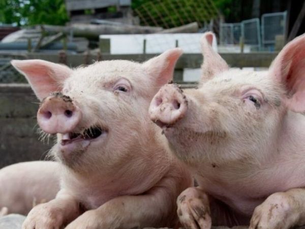 Pigs Ads For Sale in Ireland | DoneDeal