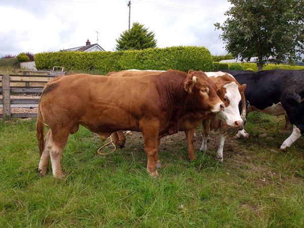 Beef Cattle Ads For Sale in Ulster | DoneDeal