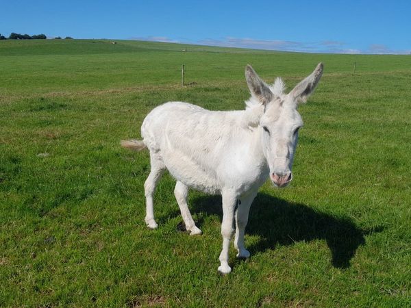 donkeys | 138 All Sections Ads For Sale in Ireland | DoneDeal