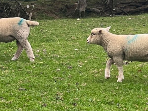 Sheep Ads For Sale in Ireland | DoneDeal