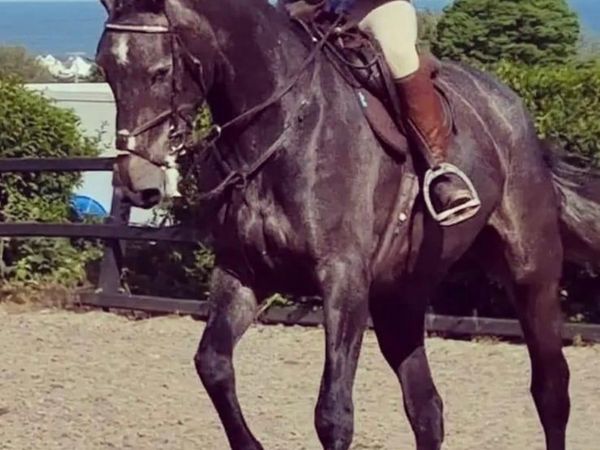 Horses Ads For Sale in Ulster | DoneDeal