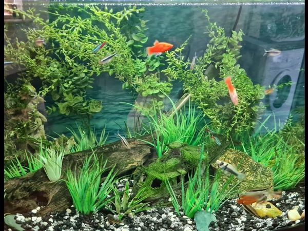 Fish Ads For Sale in Ireland | DoneDeal
