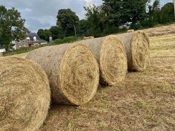 hay | 3,060 All Sections Ads For Sale in Ireland | DoneDeal