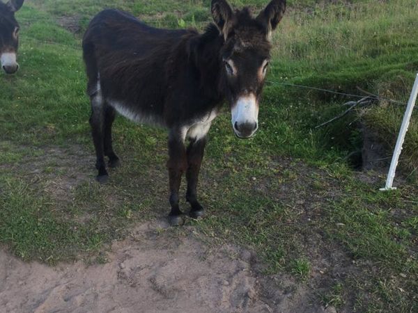 Donkeys Ads For Sale in Ireland | DoneDeal