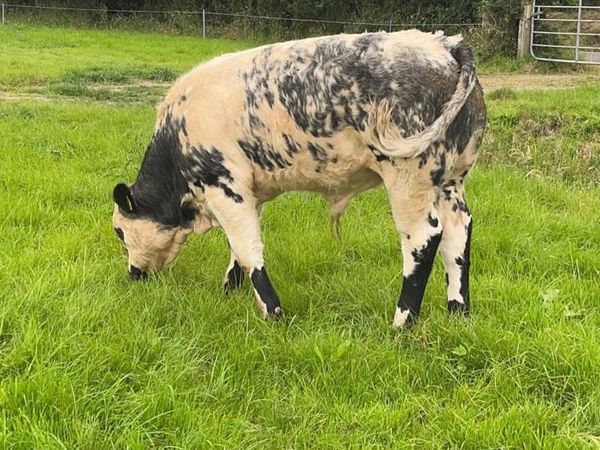 pbr lim cows | 81 All Sections Ads For Sale in Ireland | DoneDeal