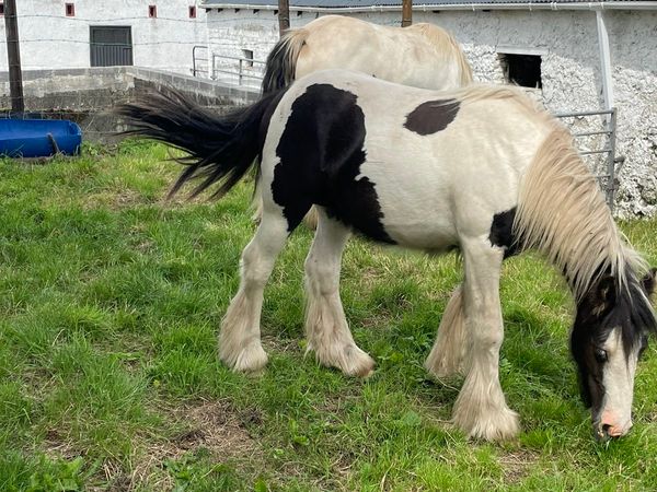 Cobs Ads For Sale in Ireland | DoneDeal