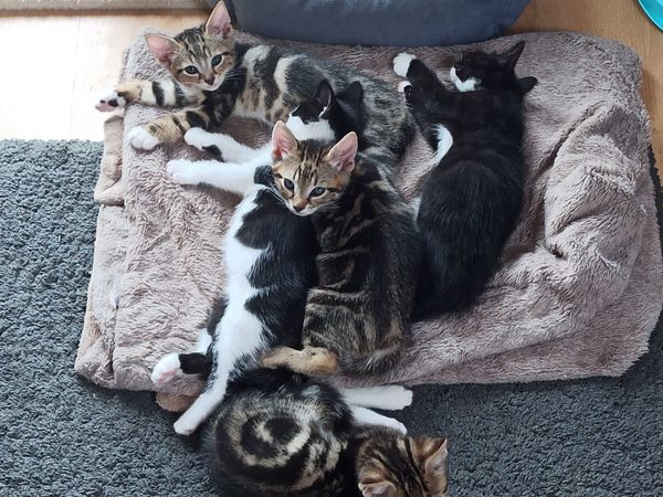 kittens | 562 Cats Ads For Sale in Ireland | DoneDeal