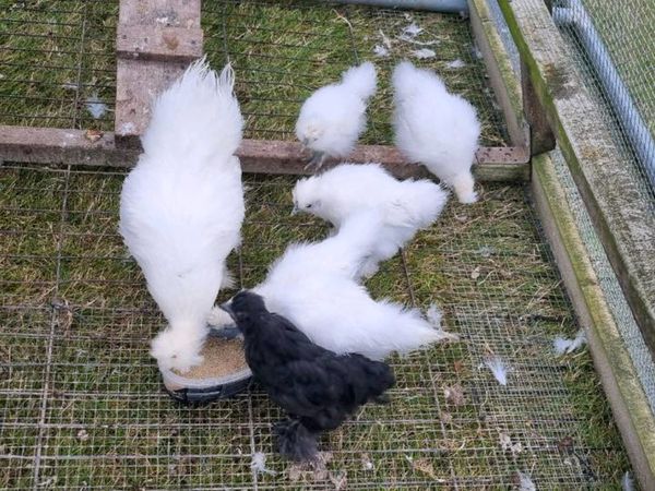 Poultry Ads For Sale in Ireland | DoneDeal