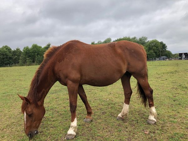 horse | 2,574 All Sections Ads For Sale in Ireland | DoneDeal