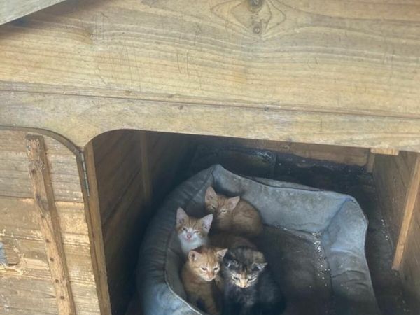Cats Ads For Sale in Ireland | DoneDeal