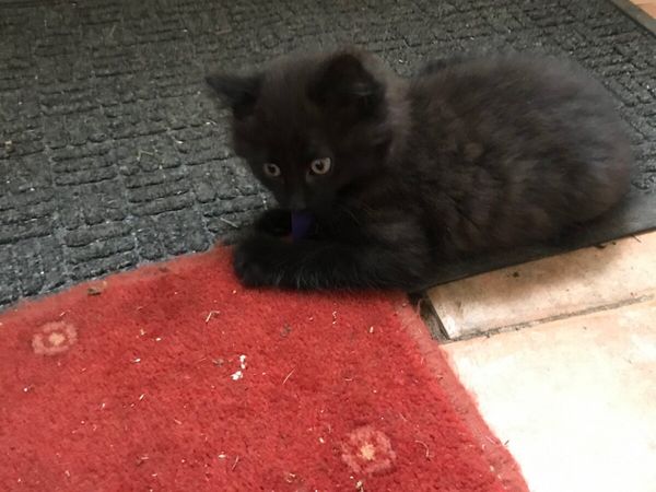 Cats Ads For Sale in Ireland | DoneDeal