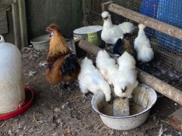 Poultry Ads For Sale in Ireland | DoneDeal