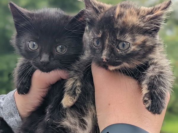 kittens | 565 Cats Ads For Sale in Ireland | DoneDeal