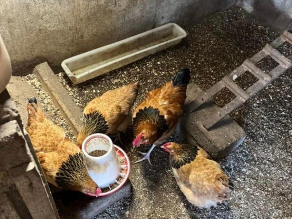 Poultry Ads For Sale in Ireland | DoneDeal