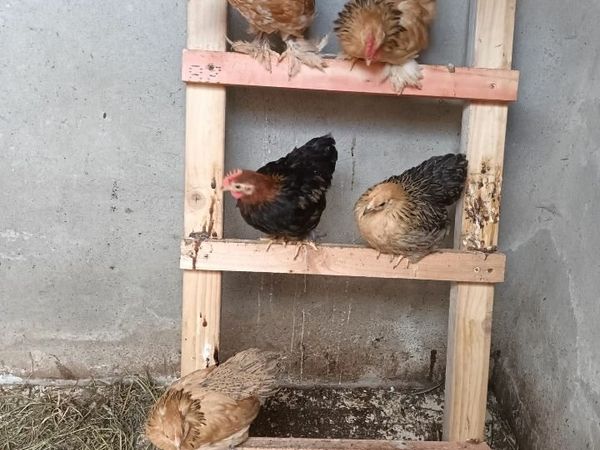 Poultry Ads For Sale in Ireland | DoneDeal