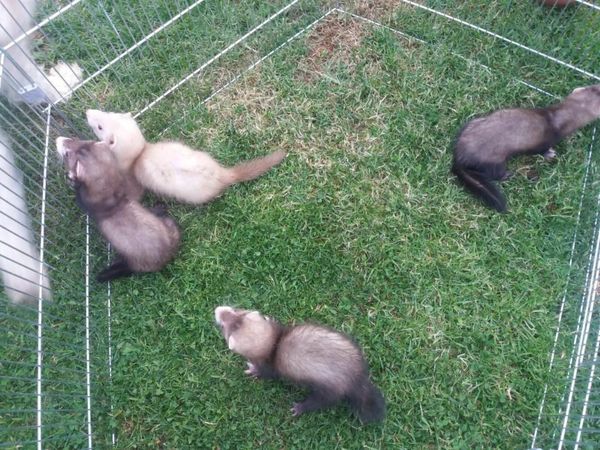 ferret | 36 All Sections Ads For Sale in Ireland | DoneDeal