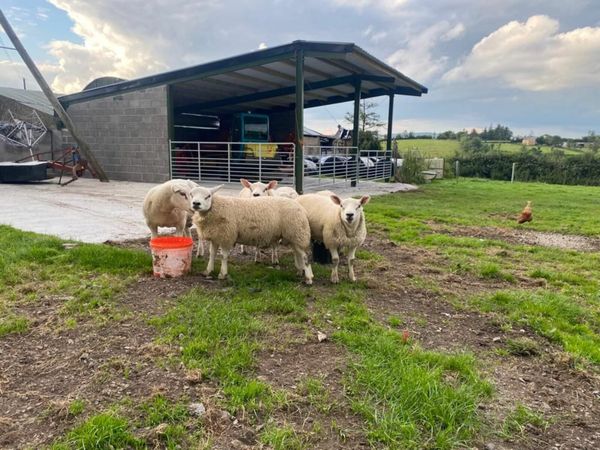 Farming Ads For Sale in Fermanagh | DoneDeal