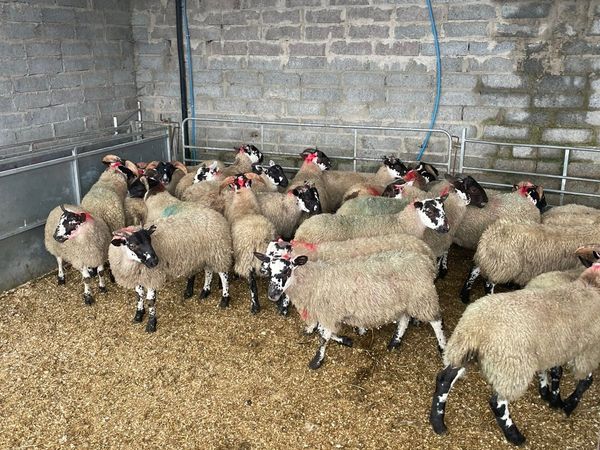 Farming Ads For Sale in ulster | DoneDeal