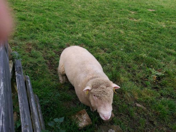 Farming Ads For Sale in ulster | DoneDeal