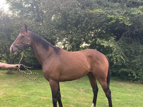 Thoroughbred | 76 Horses Ads For Sale in Ireland | DoneDeal