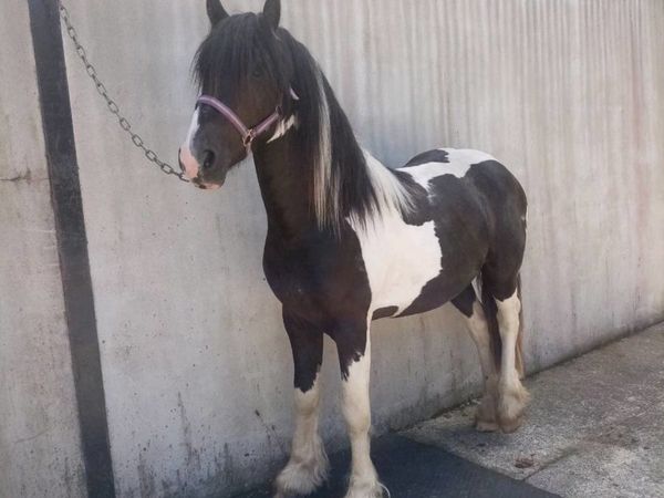 Cobs Ads For Sale in Ireland | DoneDeal