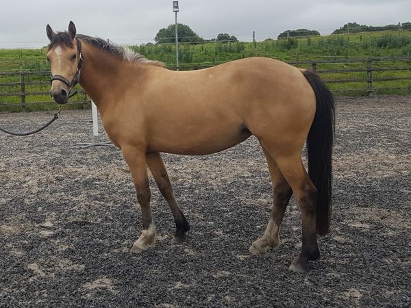 horse | 2,593 All Sections Ads For Sale in Ireland | DoneDeal