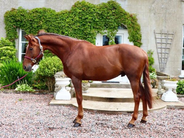 Horses Ads For Sale in Ulster | DoneDeal