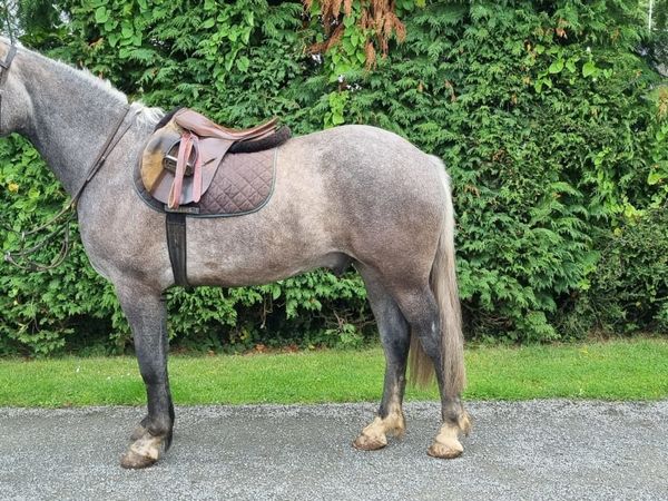 horses | 830 Equine Ads For Sale in Ireland | DoneDeal