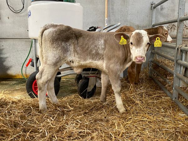 All Sections Ads For Sale in Fermanagh | DoneDeal