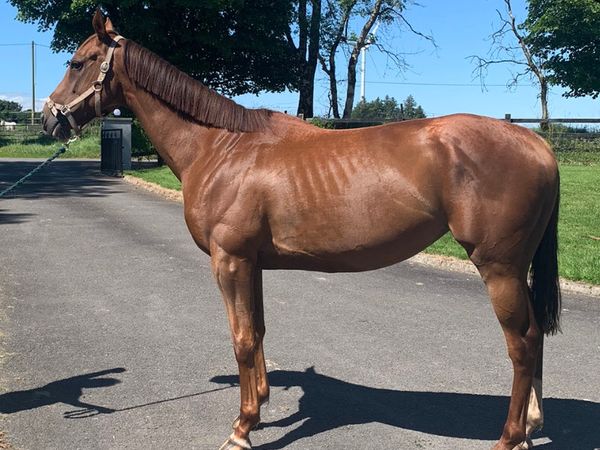 Equine Ads For Sale in Ireland | DoneDeal