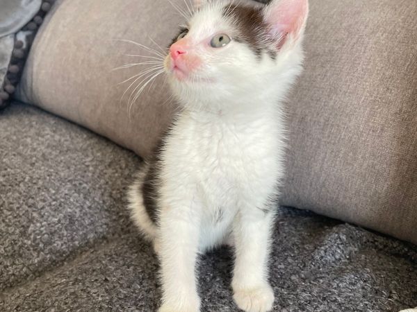 dogs for sale | 46,825 All Sections Ads For Sale in Ireland | DoneDeal