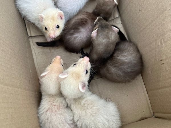 ferrets | 38 All Sections Ads For Sale in Ireland | DoneDeal