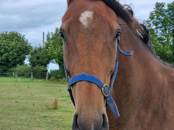 Horses Ads For Sale in Cork | DoneDeal