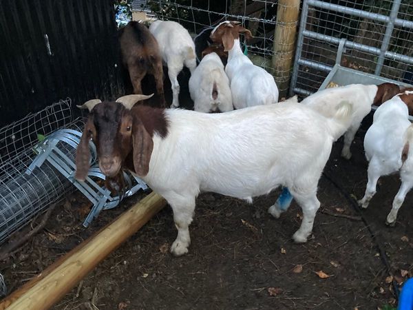 Goats Ads For Sale in Ireland | DoneDeal