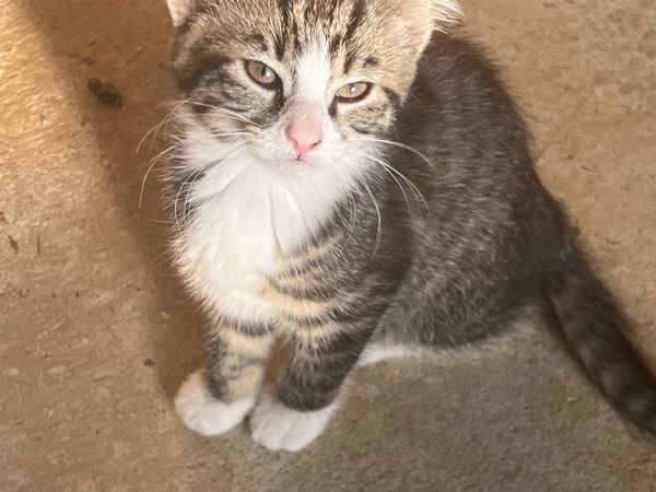 Cats Ads For Sale in Ireland | DoneDeal