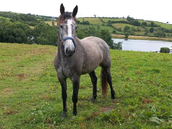 Horses Ads For Sale in Ulster | DoneDeal