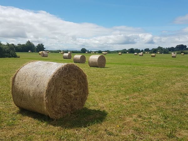 dogs for sale | 46,825 All Sections Ads For Sale in Ireland | DoneDeal