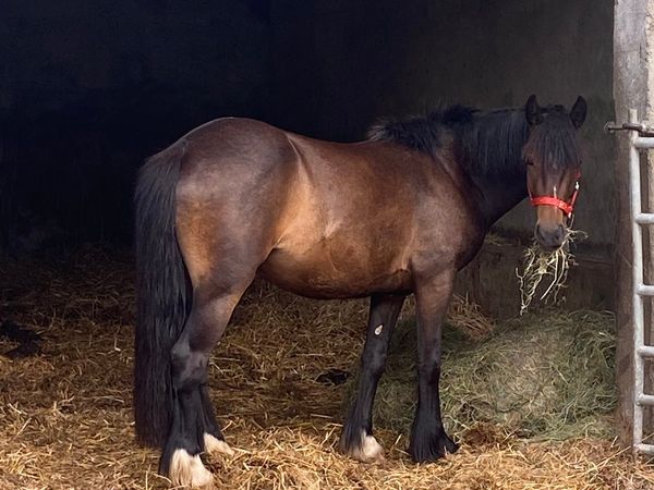 Ponies Ads For Sale in Ireland | DoneDeal