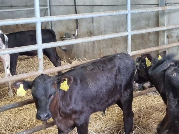 CALVES | 1,409 Livestock Ads For Sale in Ireland | DoneDeal
