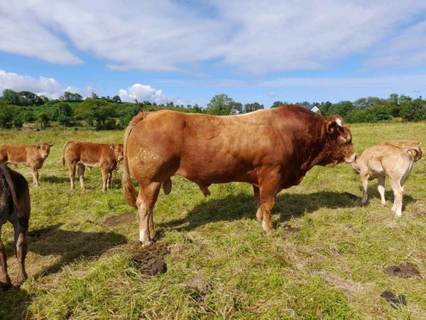 Beef Cattle Ads For Sale in Mayo | DoneDeal