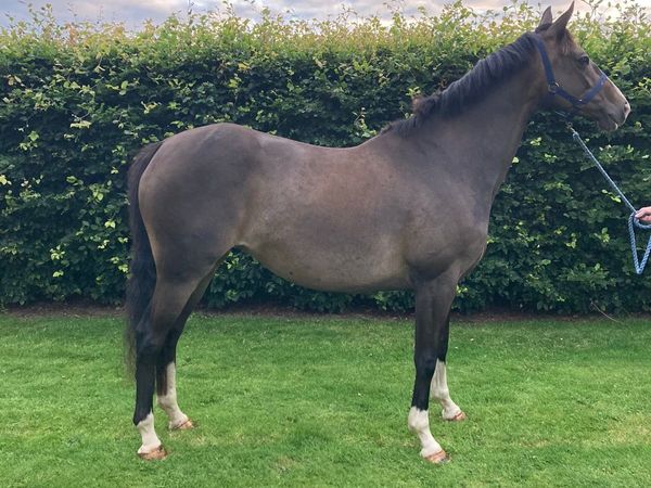 thoroughbred | 73 Horses Ads For Sale in Ireland | DoneDeal