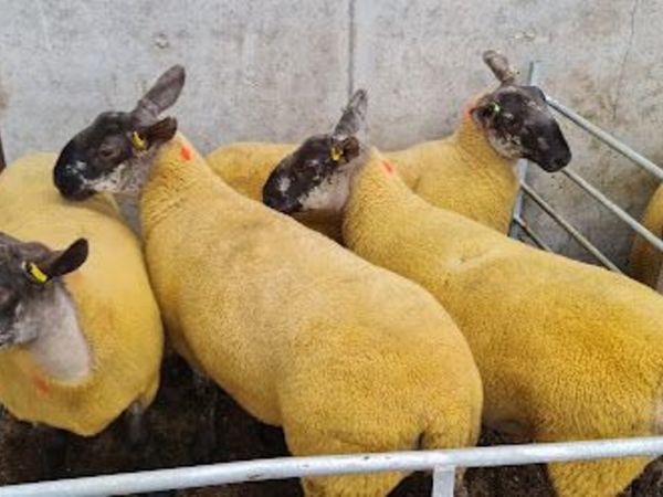 cheviot sheep | 41 All Sections Ads For Sale in Ireland | DoneDeal