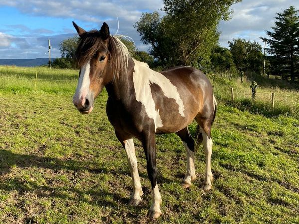 Ponies Ads For Sale in Ireland | DoneDeal