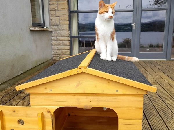 dogs | 1,404 All Sections Ads For Sale in Ireland | DoneDeal