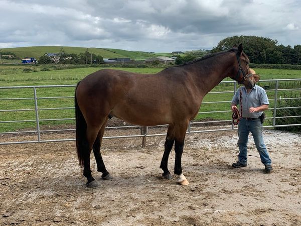horses | 2,579 All Sections Ads For Sale in Ireland | DoneDeal